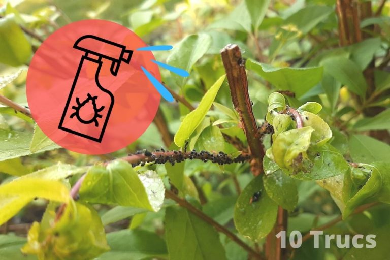 Comment se débarrasser des pucerons naturellement?