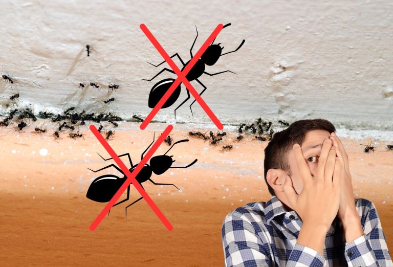 Les meilleurs trucs anti fourmis naturels pour la maison