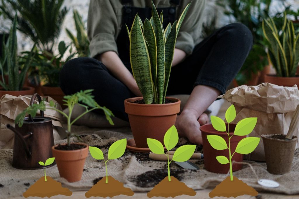 Comment faire pousser une plante très rapidement