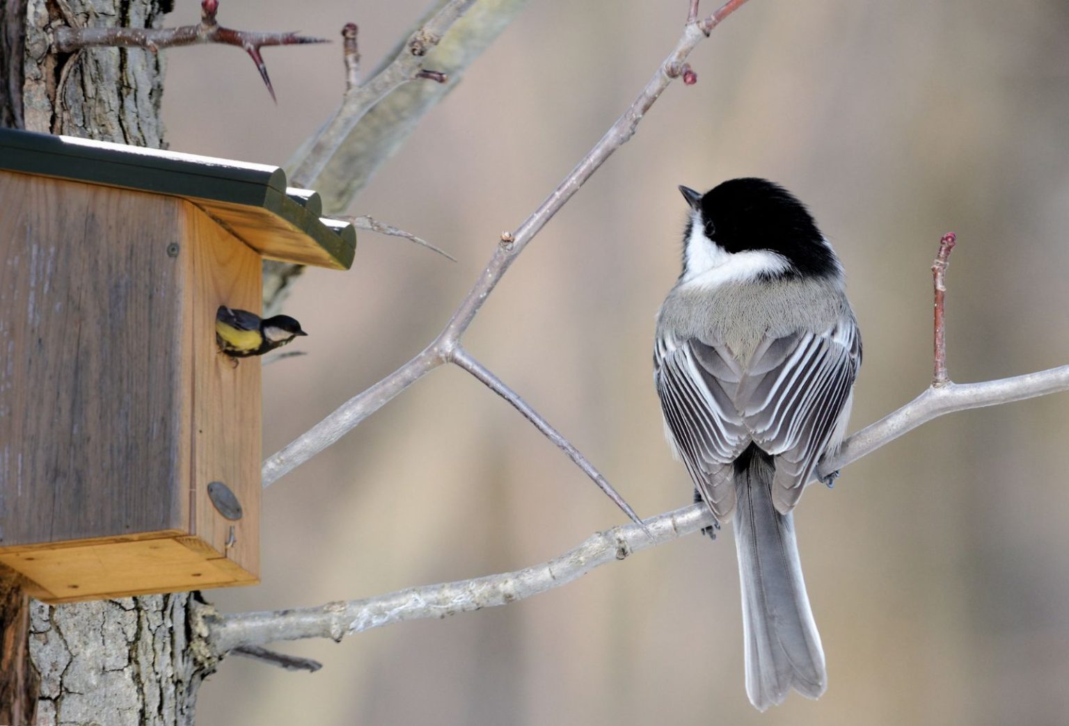 Comment les souris entrent dans ma maison ? Les 10 accès à vérifier
