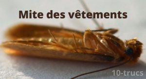 Comment se débarrasser des mites vêtements?