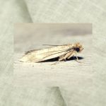 Comment se débarrasser des mites vêtements?
