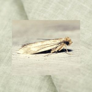 Comment se débarrasser des mites vêtements?
