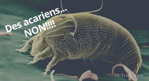 Comment se débarrasser des acariens naturellement?
