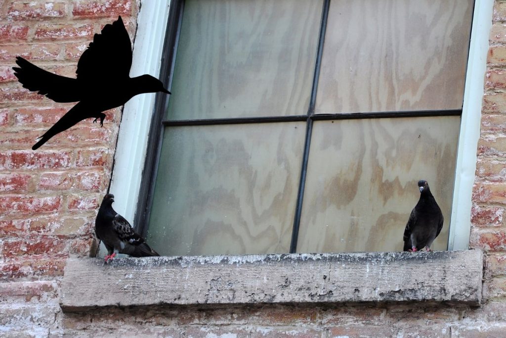 Comment éloigner les oiseaux ? Des répulsifs faits maison