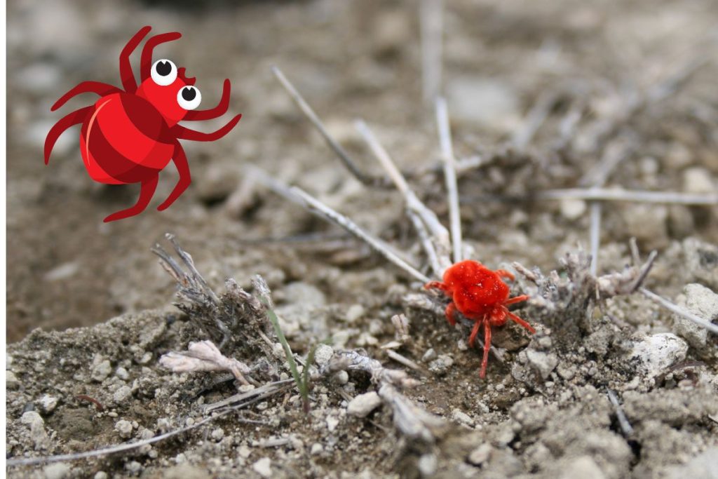 Remède de grand-mère contre les araignées rouges