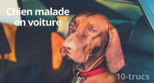 Remede De Grand Mere Pour Chien Malade En Voiture