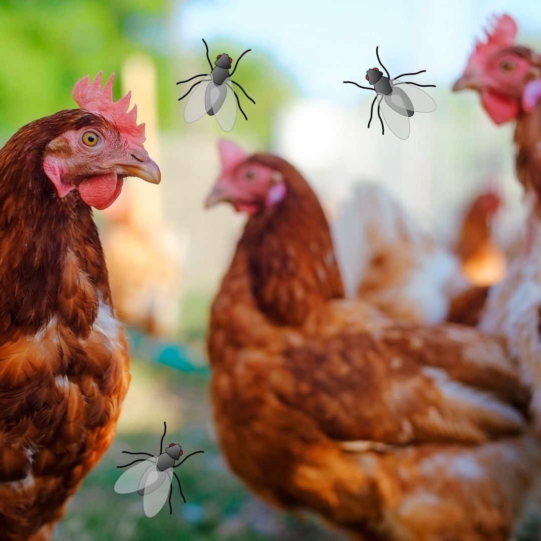 Comment se débarrasser des mouches dans le poulailler?