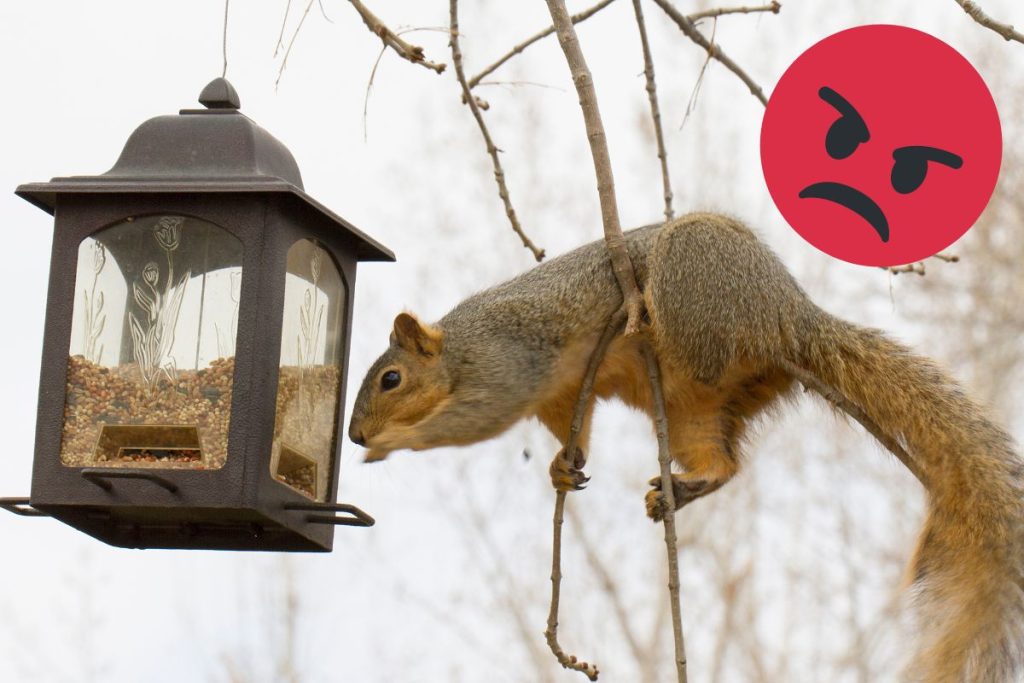 Comment éloigner les oiseaux ? Des répulsifs faits maison