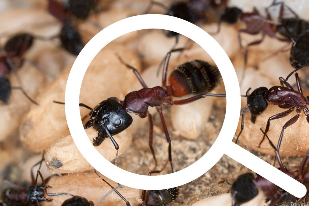 Comment se débarrasser des fourmis charpentières naturellement