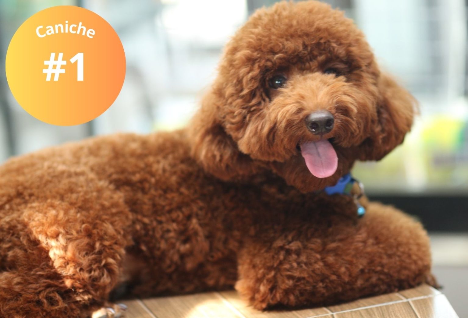 Top 10 des chiens les plus intelligents