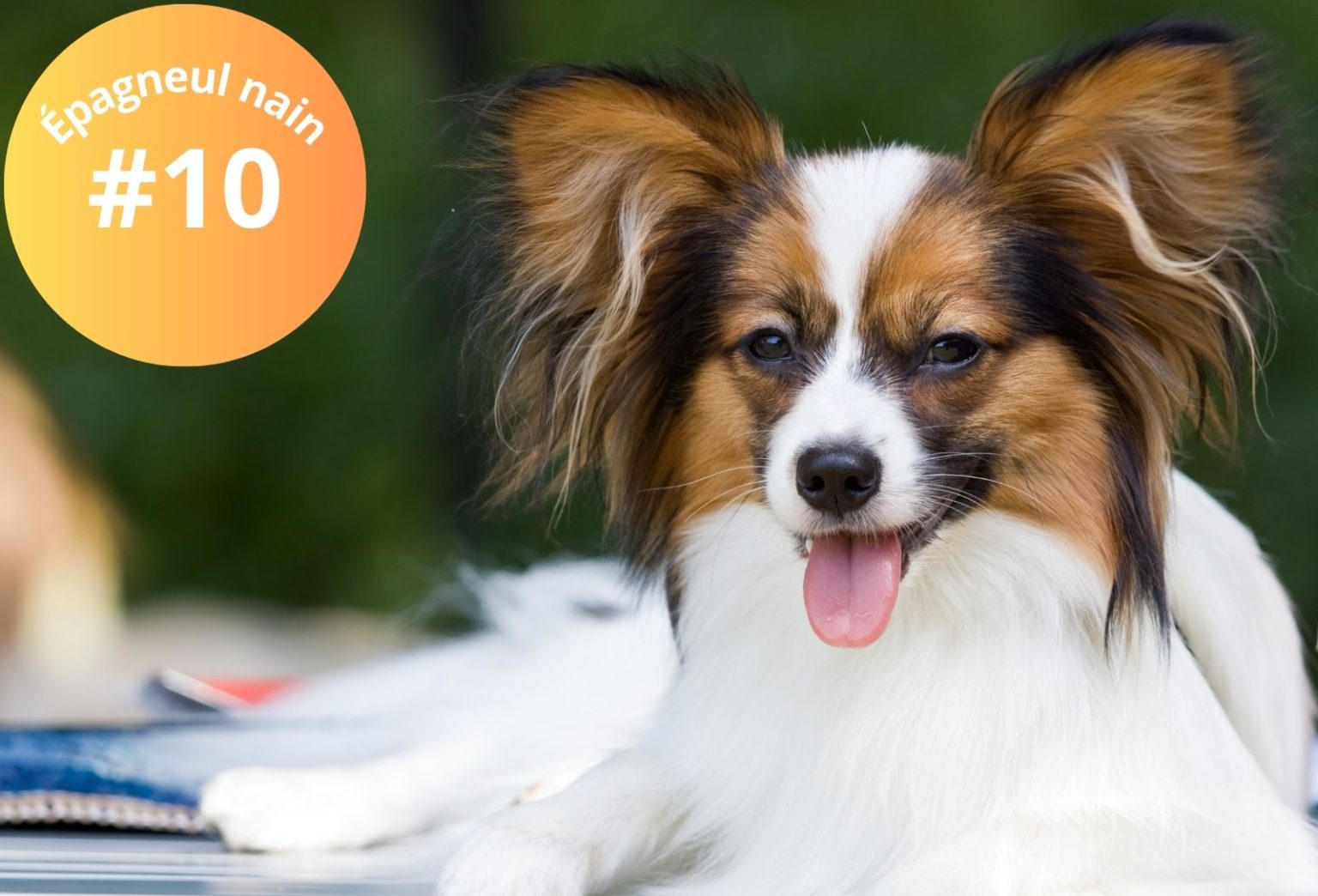 Top 10 des chiens les plus intelligents