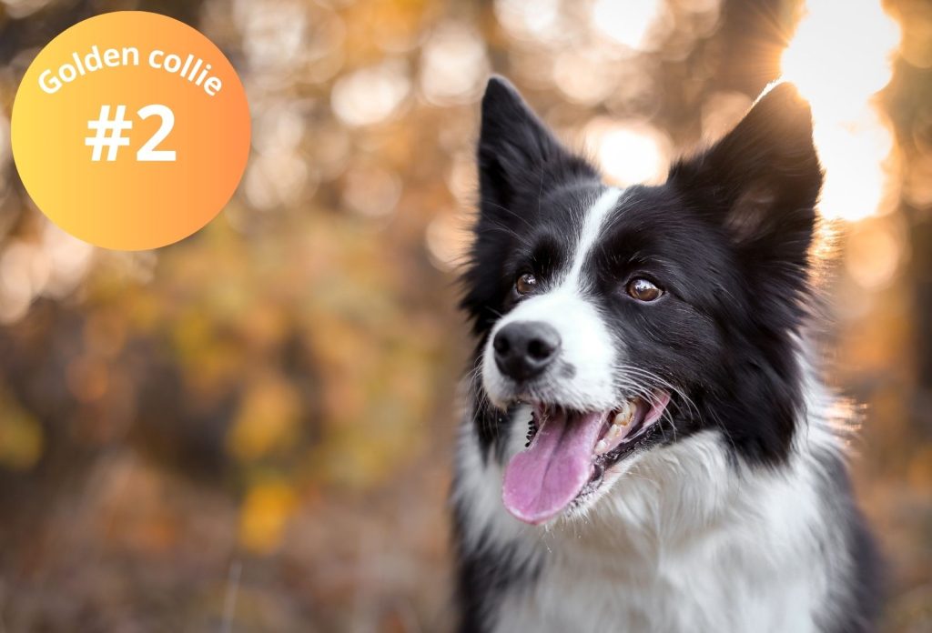 Top 10 des chiens les plus intelligents