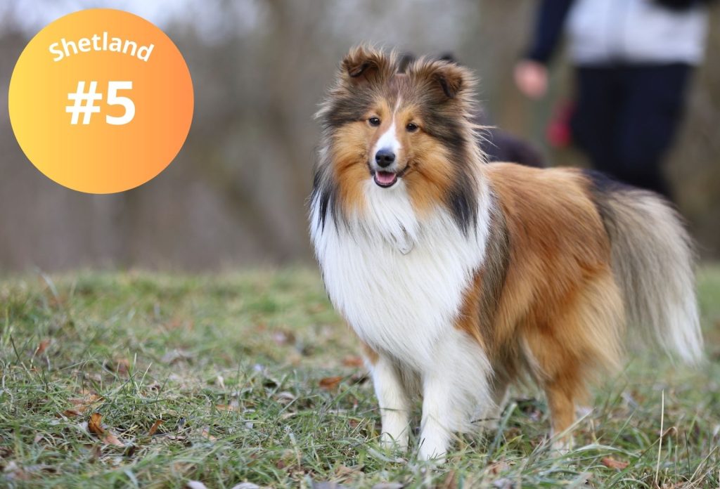 Top 10 des chiens les plus intelligents